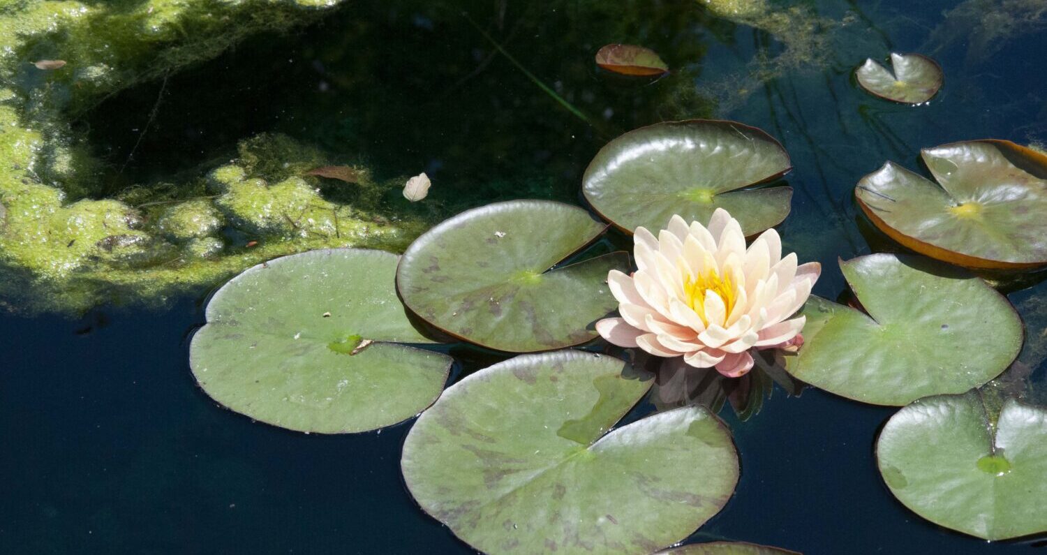 Garden Happy Hour: Water Gardens - Cantigny